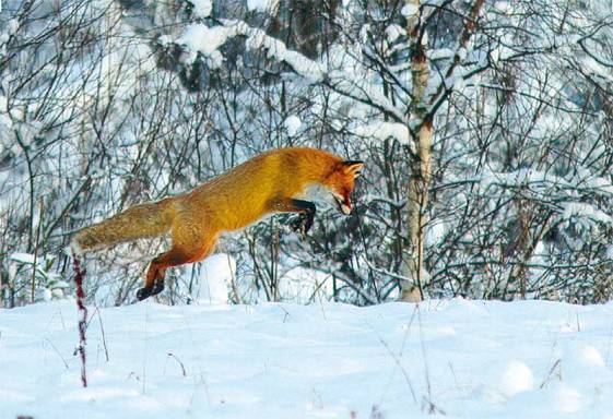 Samm-sammult tarkuse poole: Metssiga ja rebane