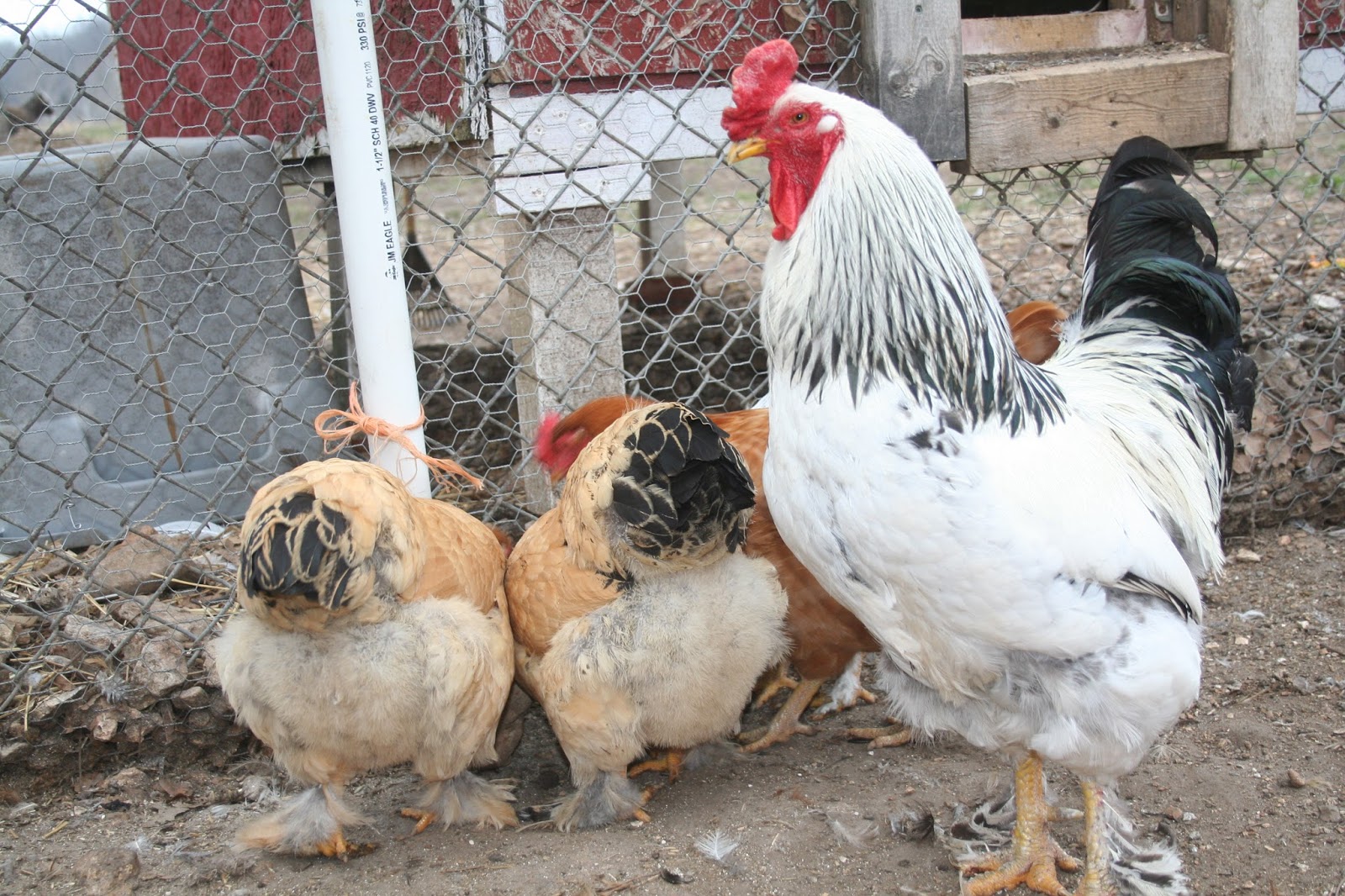 Heeby-Jeeby chickens: Forgetfulness and Farm Chores