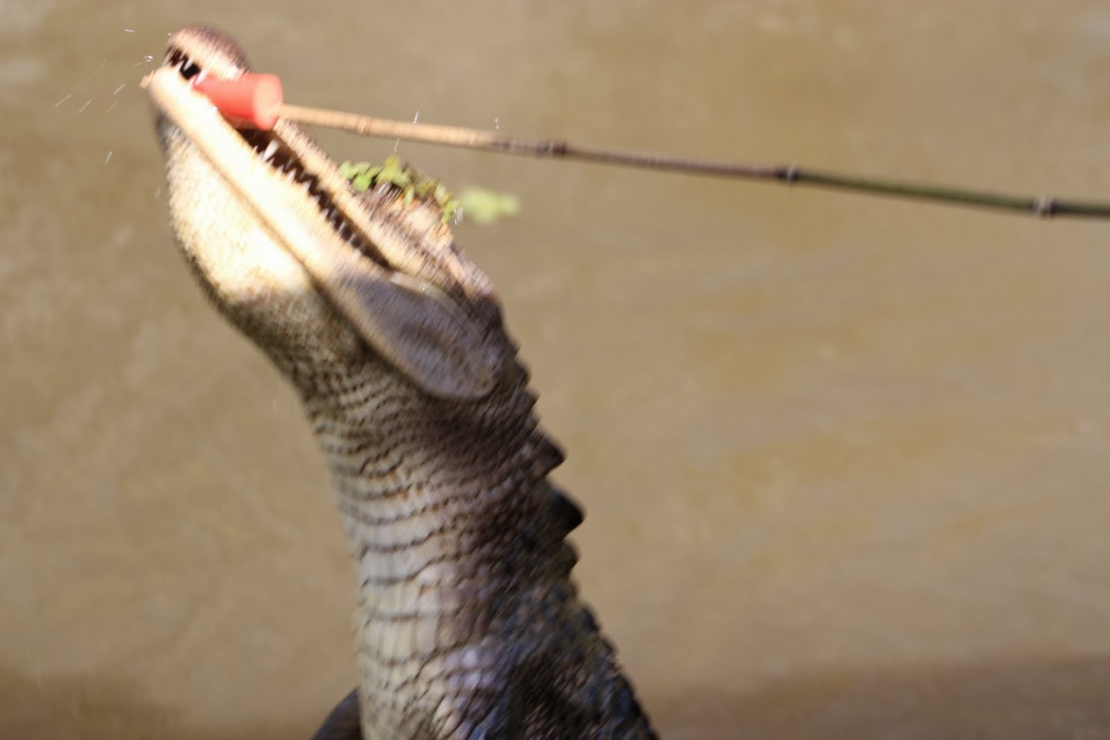 Here and There: LIFE ON THE BAYOU