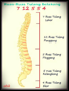 Around Me: Bagian-bagian Rangka Manusia beserta nama latinnya