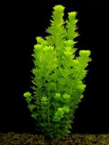 AquaBie: Plant : Limnophila sessiliflora (Dwarf ambulia)