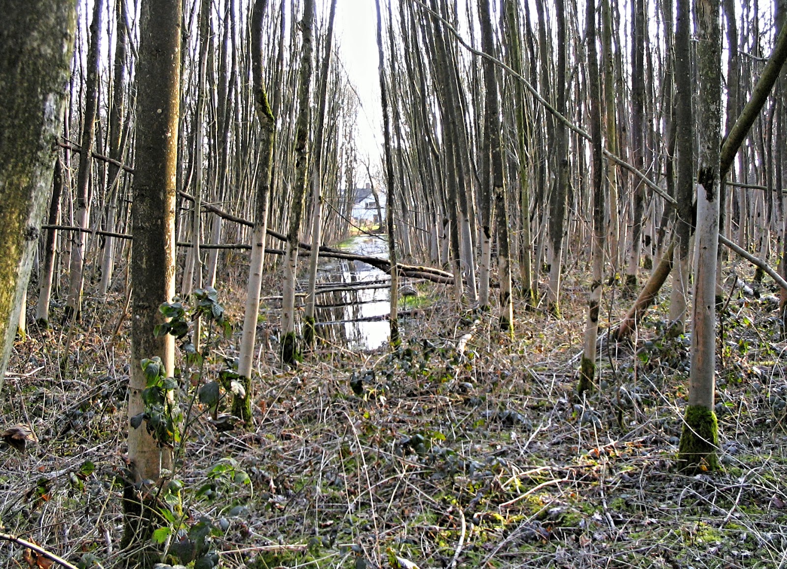 Weert en natuur: Een stukje geschiedenis van het Areven