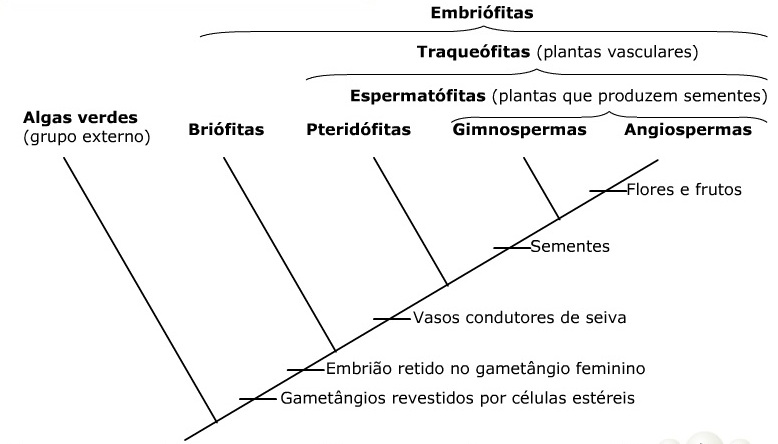 Fiquei de DP: Biologia - Reino Plantae