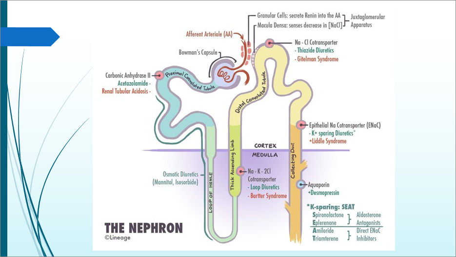 [PPT] DIURETIK & ANTIDIURETIK