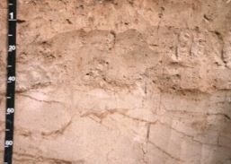 Persebaran 19 Jenis / Macam Tanah di Indonesia dan gambarnya - Biologizone