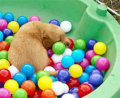 Puppy playing in ball pool (3 gifs) | Amazing Creatures