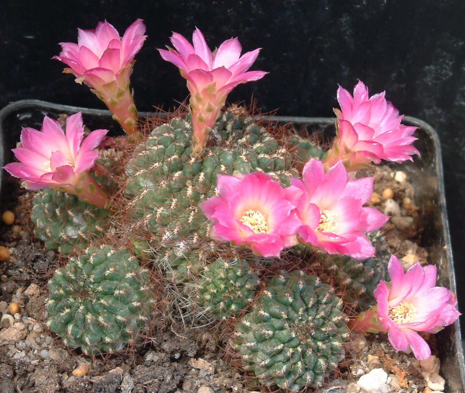 Rebutia, Aylostera y Weingartia: ¿Cuantas Rebutias hay?