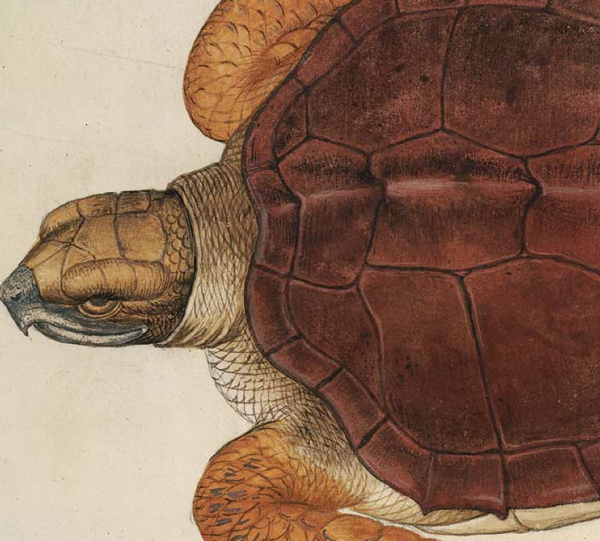 Res Obscura: Images of a New World: the Watercolors of John White