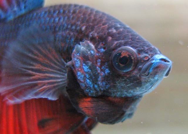Betta splendens (Peixe Betta): Peixe Betta | Cuidados da Água