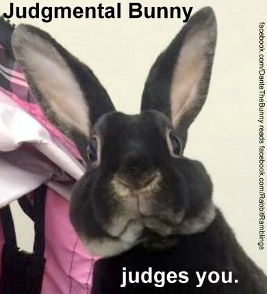 Rabbit Ramblings: Funny Bunny Monday Meme*day