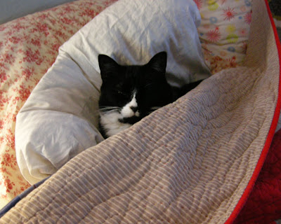 Catsparella: How To Train Your Human