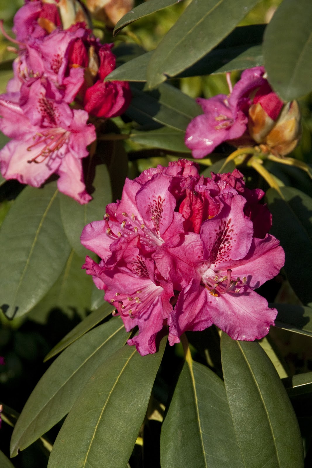 Valley View Nursery Blog: Beautiful Blooming Rhododendrons AKA Eye Candy!!