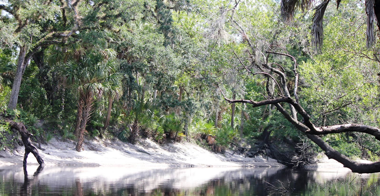 Views From Our Kayak: Econlockhatchee River