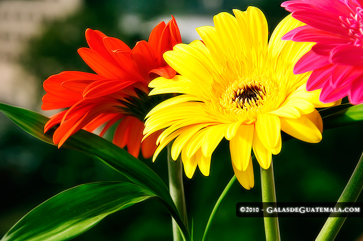 ECOLOU: Flora de Guatemala