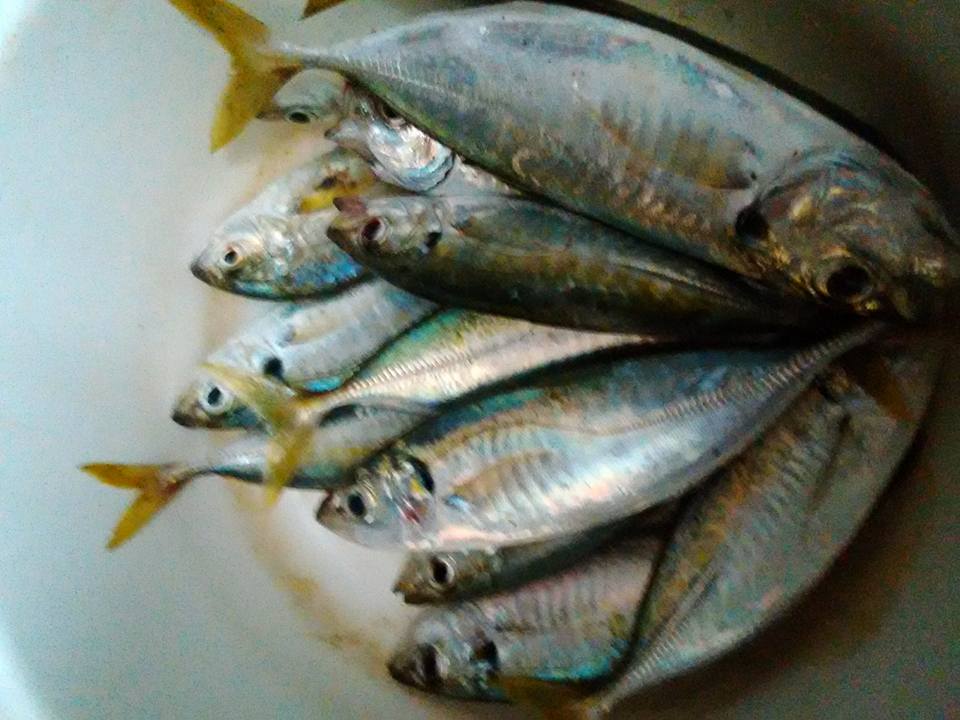 IKAN SELAR HASIL MANCING - CERITA MANCING, HASIL MANCING DAN TRIK-TIPS ...