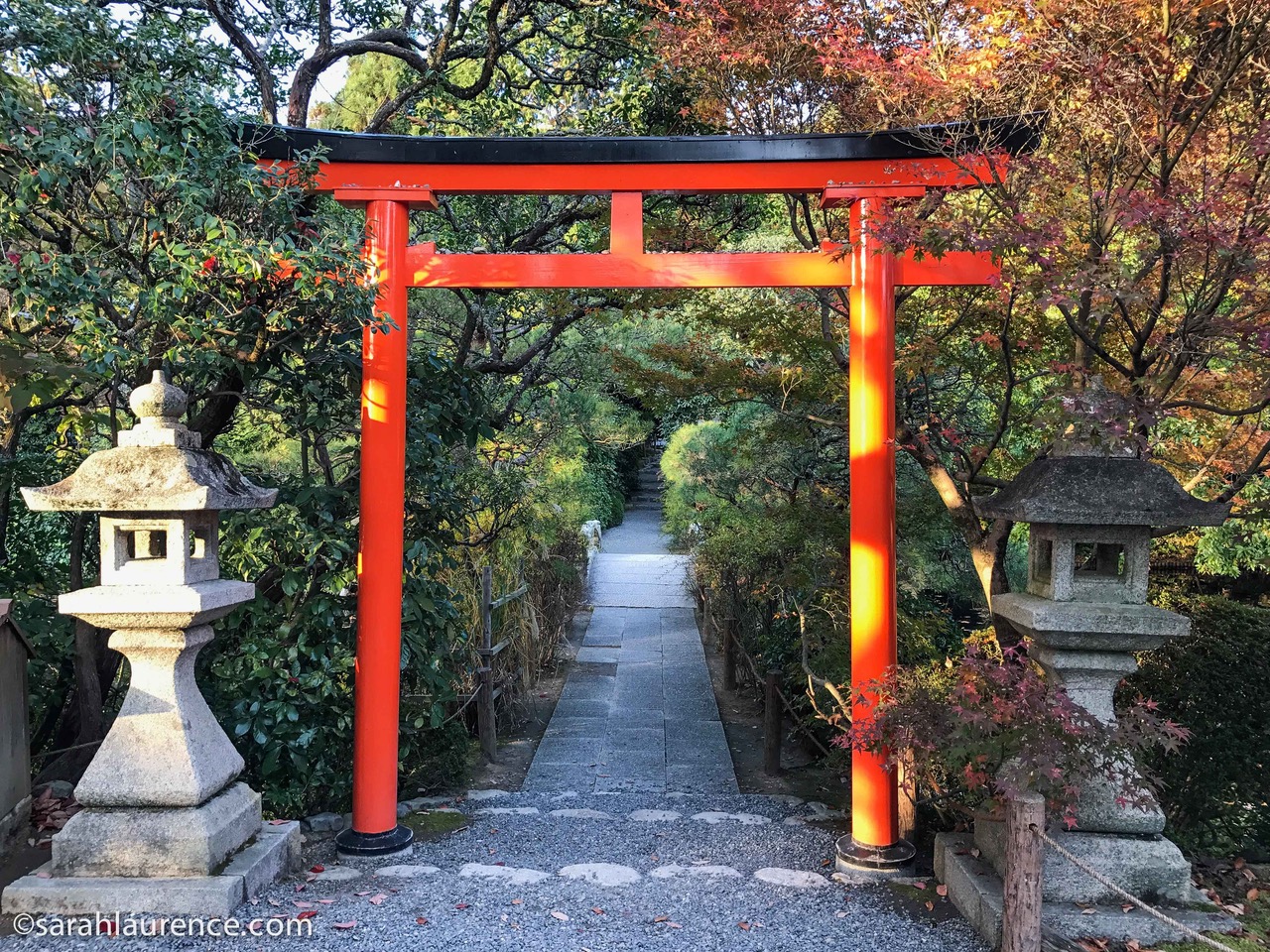 Sarah Laurence: Temples & Gardens of Kyoto at Peak Foliage