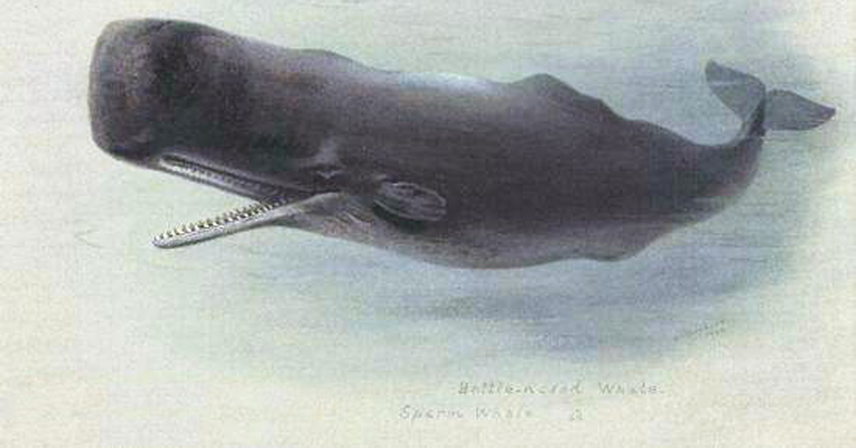 Perfume Project NW: ADVENTURES WITH AMBERGRIS