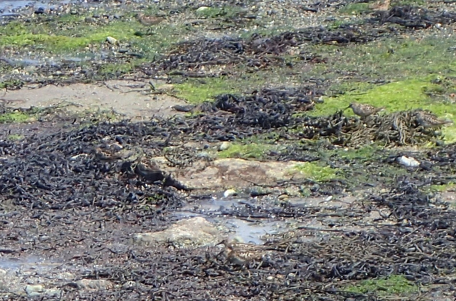 PenobscotPaddles: Moose Neck, South Addison, Maine