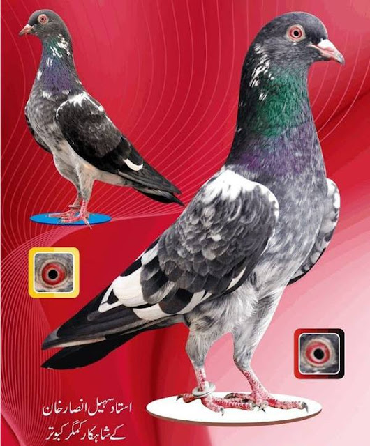 Kabotarjaja | Pakistani Pigeons | Pigeons Photos | Pigeons For Sale ...
