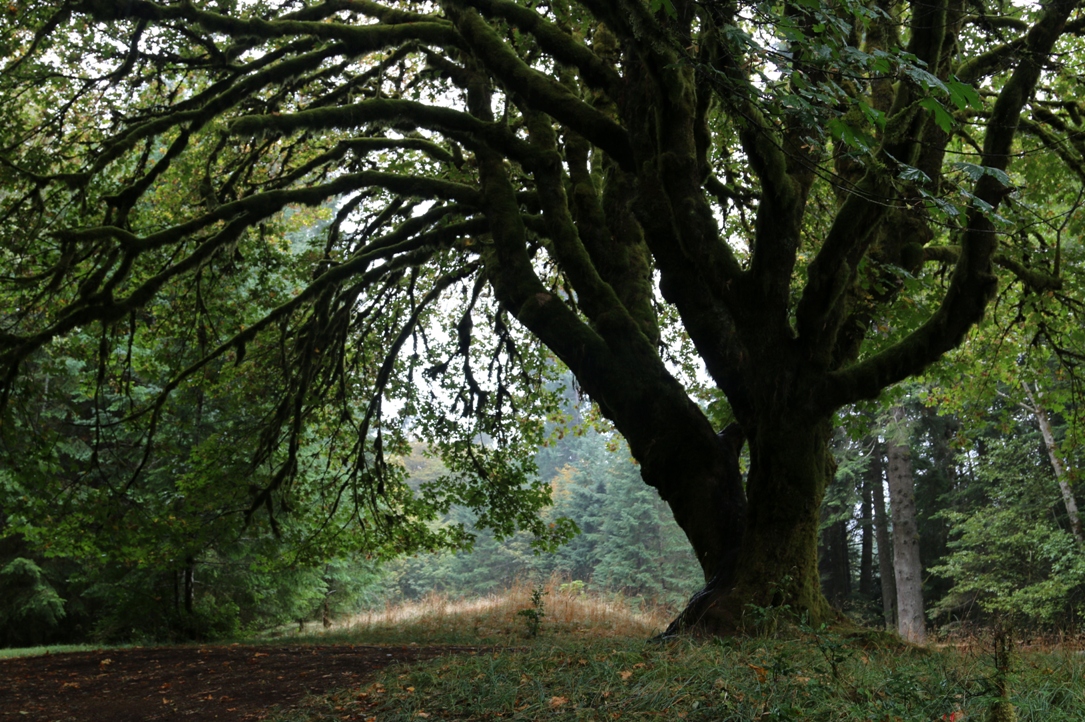 A photo, A thought............: Plant: Stunning, massive trees.....