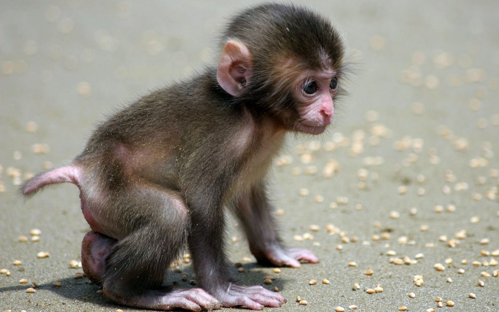collections: CUTE MONKEYS PICS, IMAGES AND WALLPAPERS