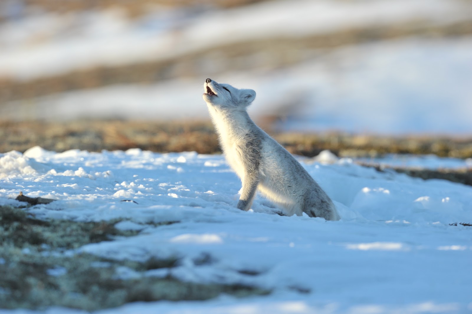 Roger Brendhagen: Fjellrev
