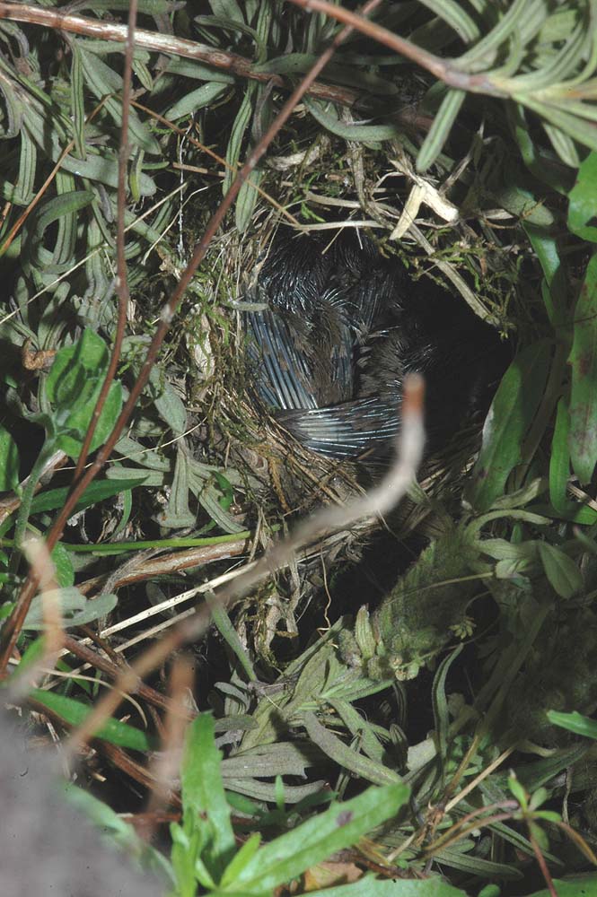 The Nature of Robertson: 2011