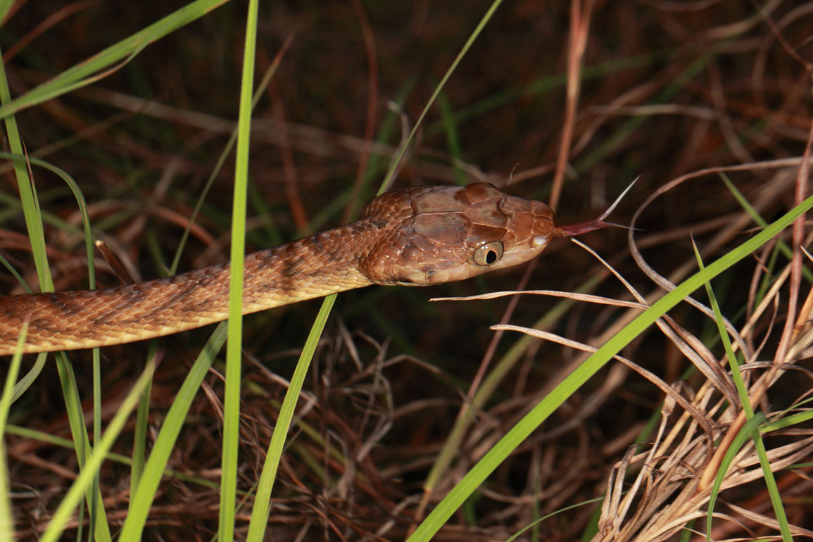 BunyipCo: March 2013