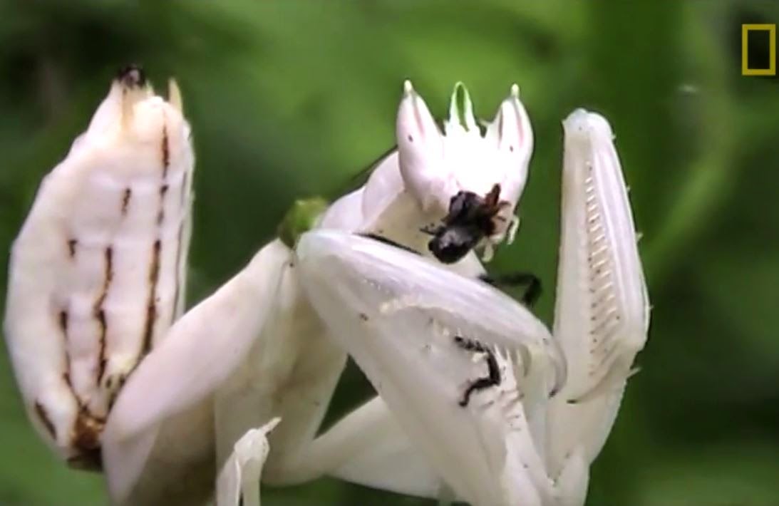 Grymvald Gazetteer: Flora & Fauna Friday - Mantis Mimics Flower, Insect ...