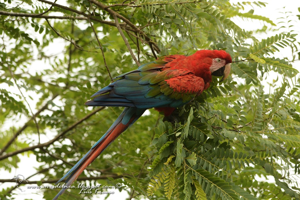 Aves del Nea: Guacamayo rojo (Green-winged Macaw) Ara chloropterus