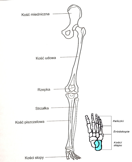 Biologia w gimnazjum w Starczy: Rysunki kości