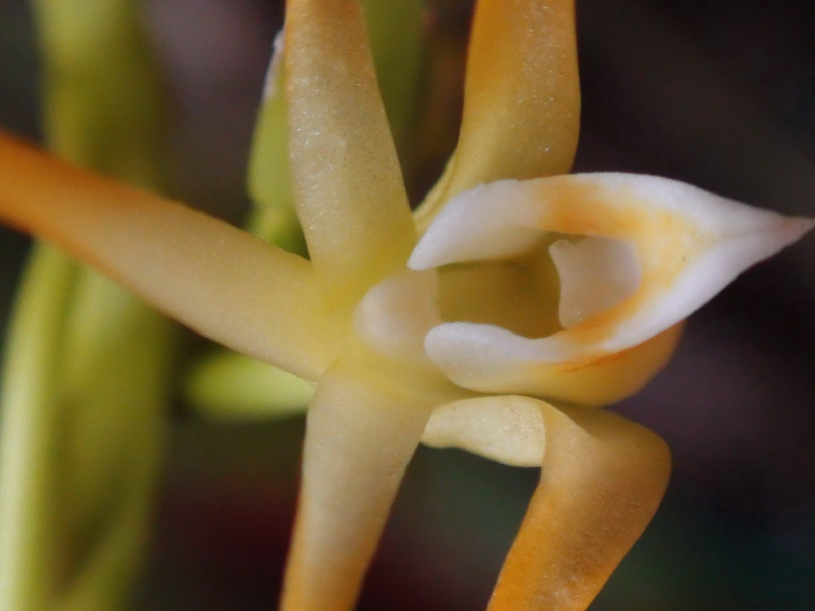 Wild orchids in sumatra: 600. 10. Miscellaneous : 136. 01. Thrixspermum sp