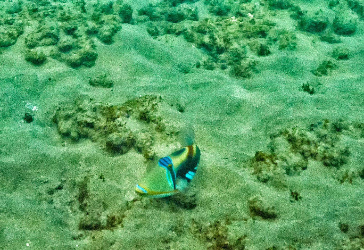 Shutterbugs Capturing the World Around Us: Humuhumunukunukuapua'a