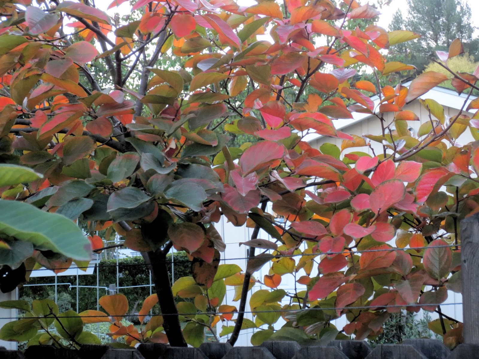 Late to the Garden Party: Fall Foliage Envy