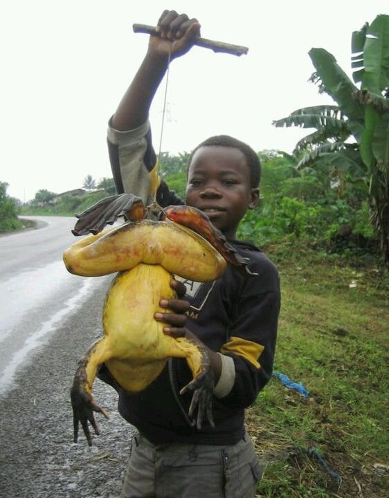 How to traps and trapping frogs