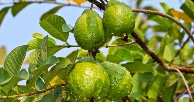 The legend of Bayabas tree ( Guava tree)