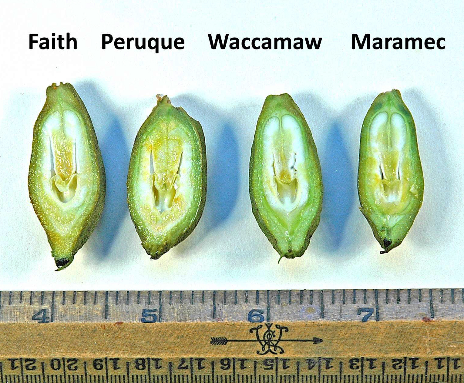 Northern Pecans: Pecan fruit sizing during July