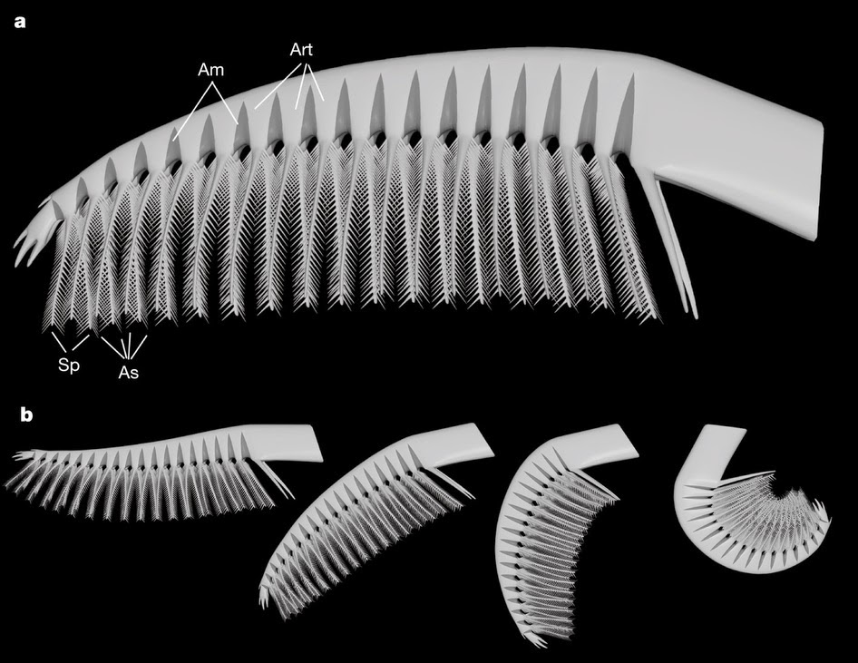 Natural Selections: What Tamisiocaris tells us about the history of life