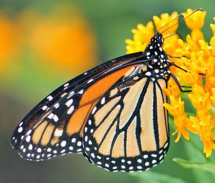especies chilenas: La Mariposa monarca (Danaus erippus)