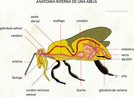 Los Insectos: Anatomía Interna
