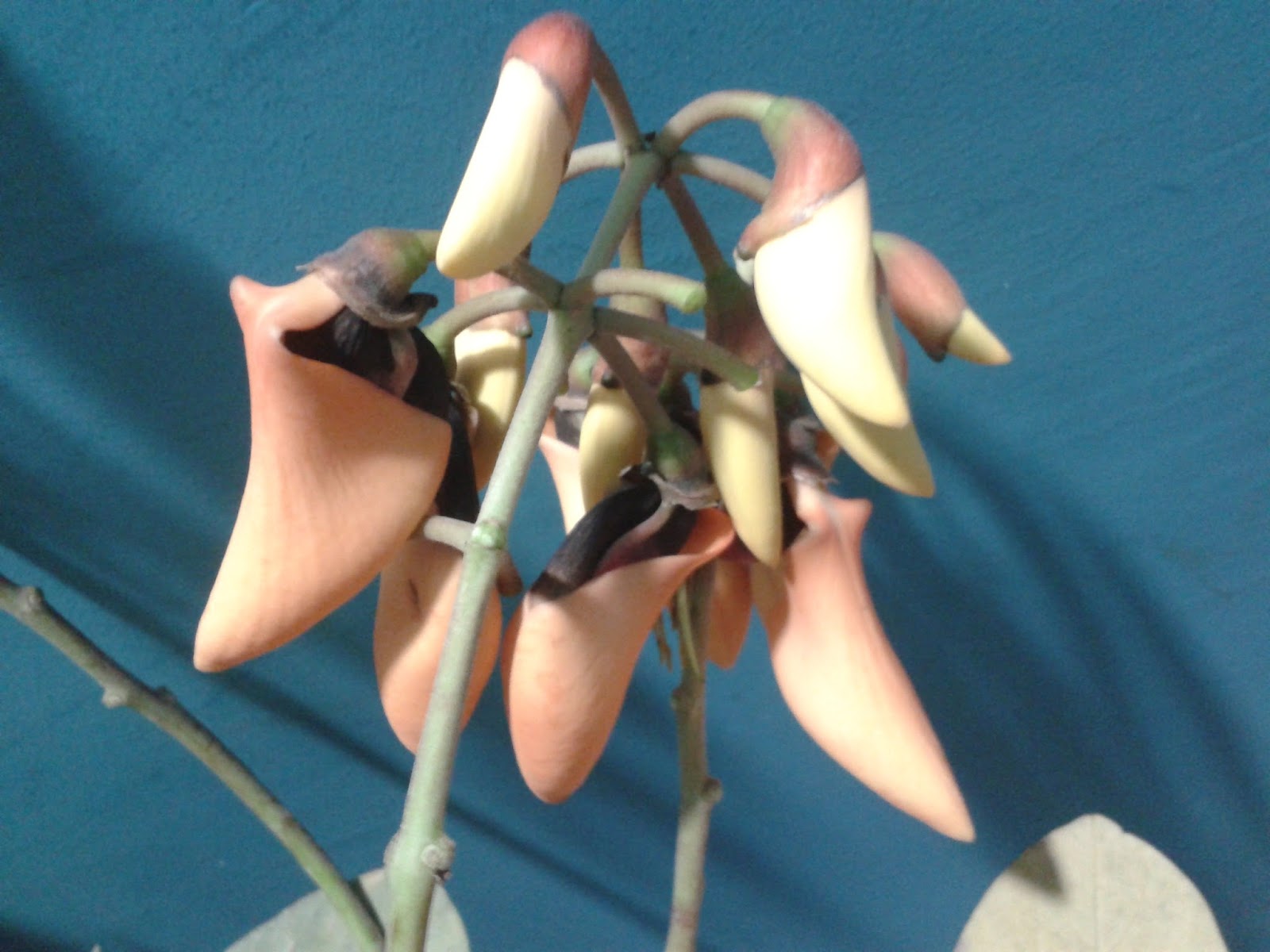 EL MONTUBIO: PALO PRIETO = Erythrina fusca