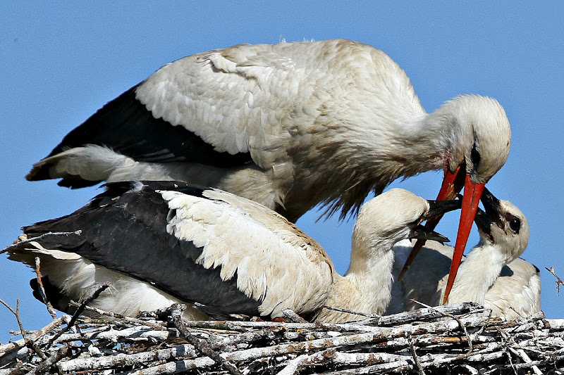 AVESANTURTZI: UNA DE CIGÜEÑAS