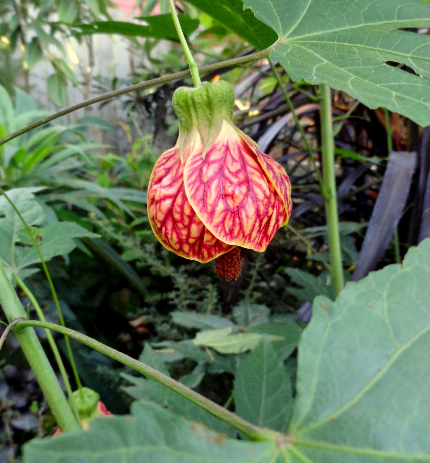 danger garden: November Bloomday, before and after…