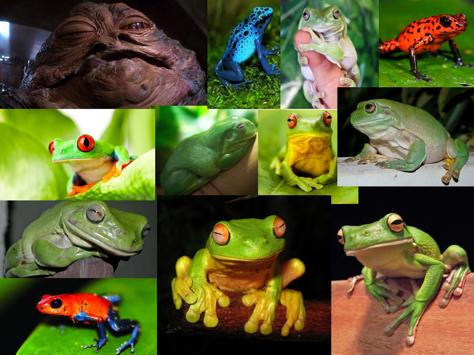 BradSanton_CGA Farnham blog : VISUAL DESIGN - ANTHROPOMORPHIC FROG WEEK_10_