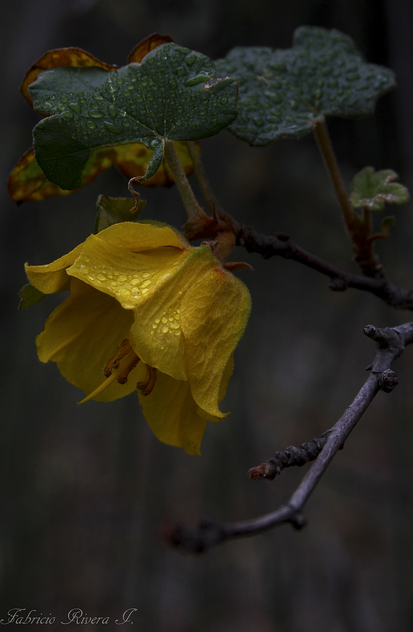 Flora de Baja California: Plantas Endémicas del municipio de Ensenada ...