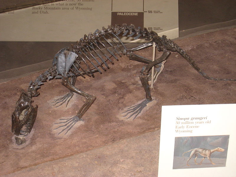 Variety of Life: Proviverrinae