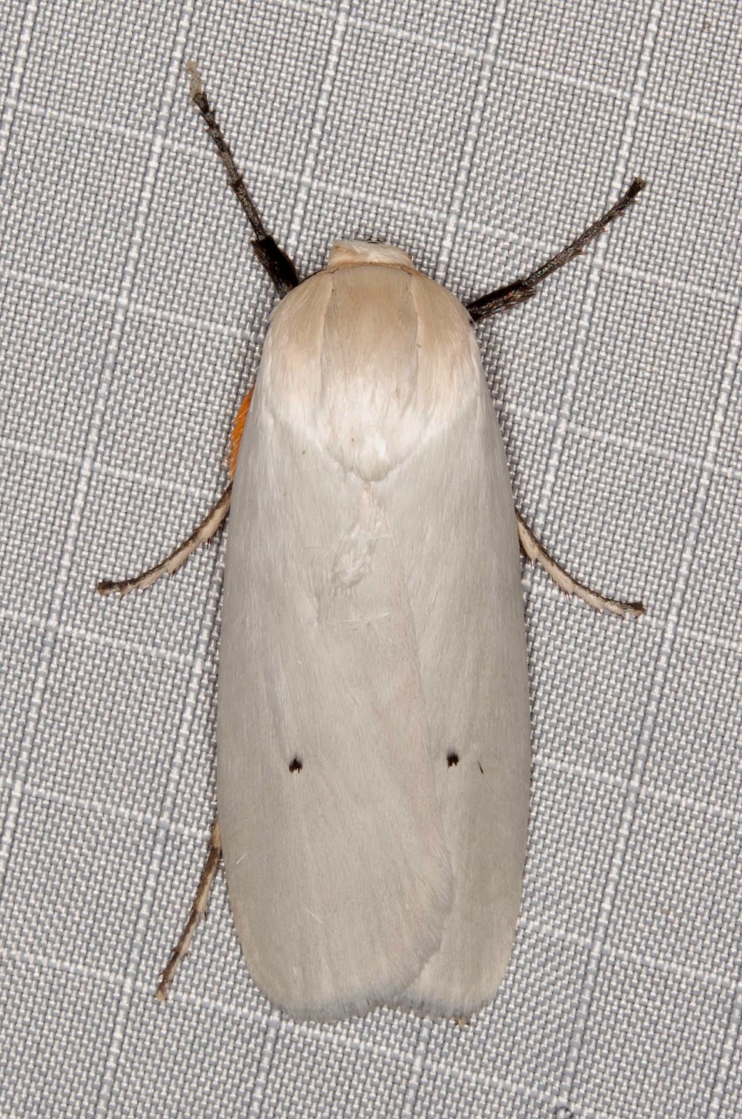 Xyloryctine Moths of Australia: Maroga melanostigma
