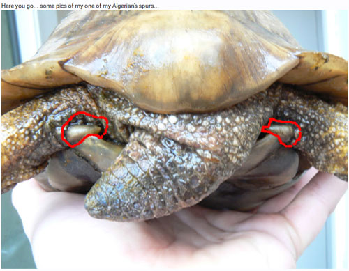 Birds To Dinosaur: Python Vestigial Pelvis, Femur and Spur
