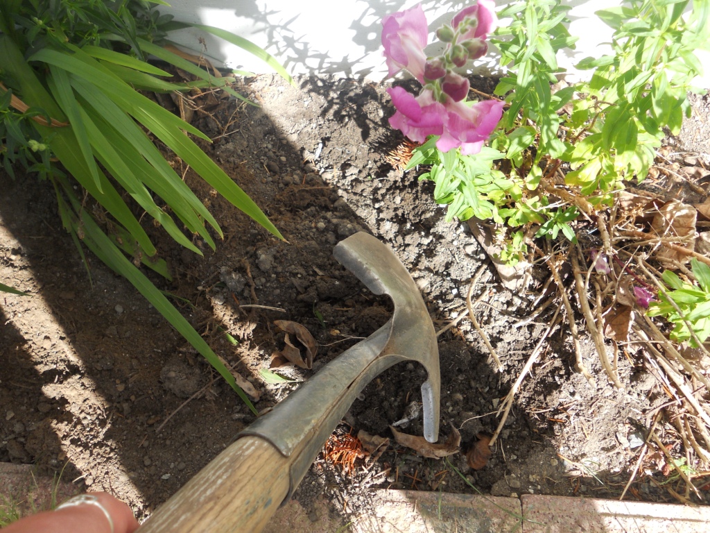 Snacking Squirrel: R.I.P. Baby Bird