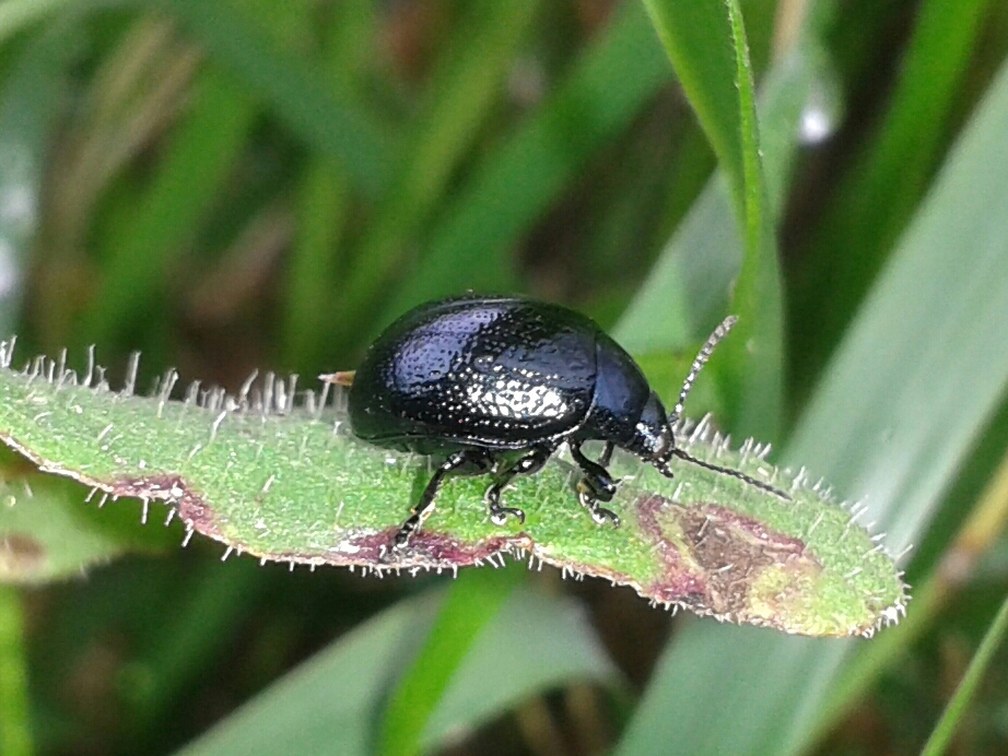 el moderno prometeo: Insectos: Orden Coleóptera